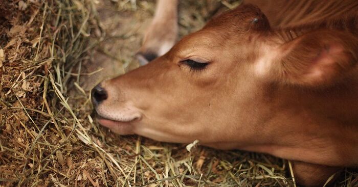 Do Cows Make Milk Without Pregnancy? Myth vs Reality